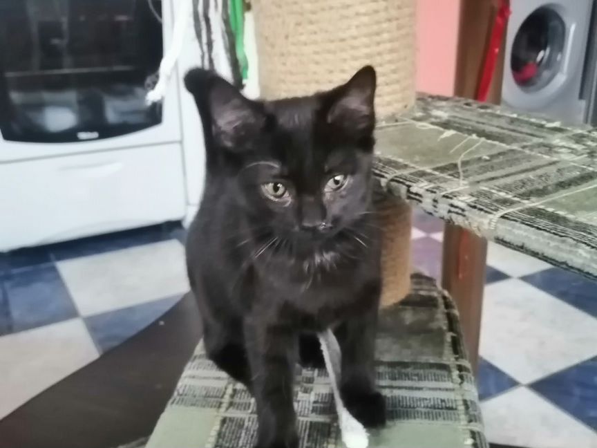Кошка в дар бесплатно