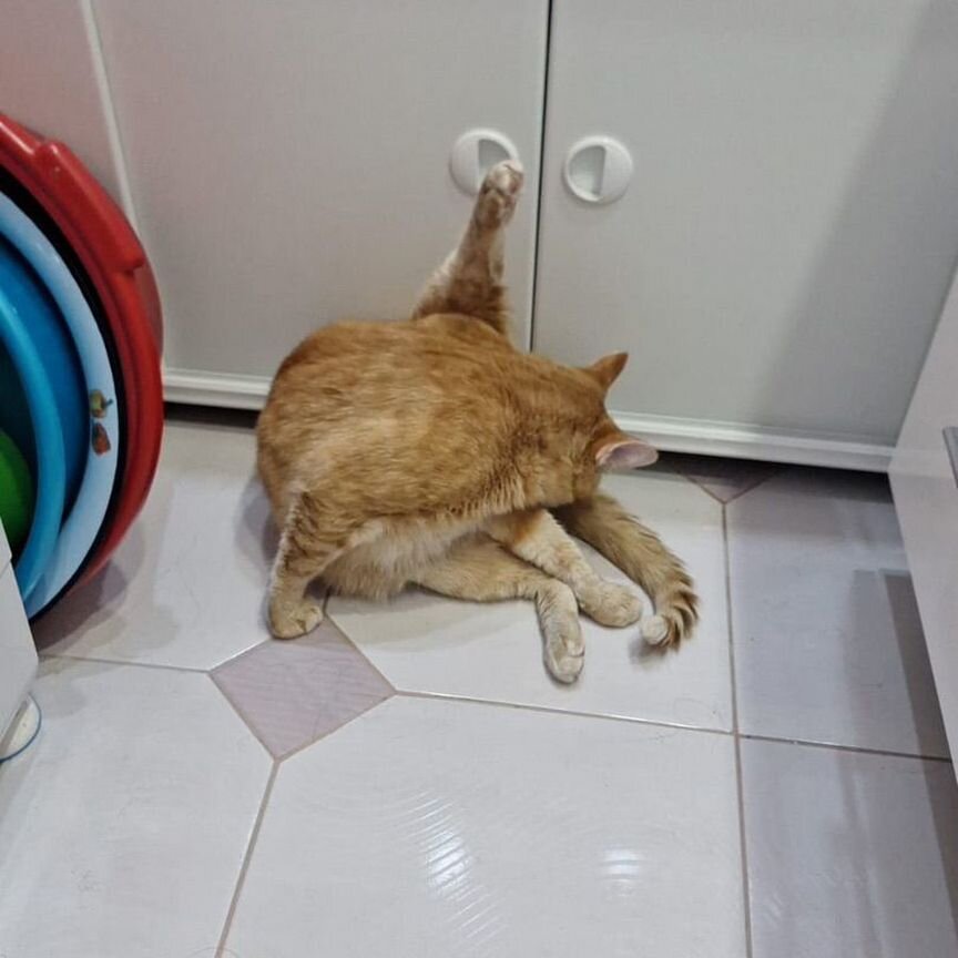 Кот для кошечки