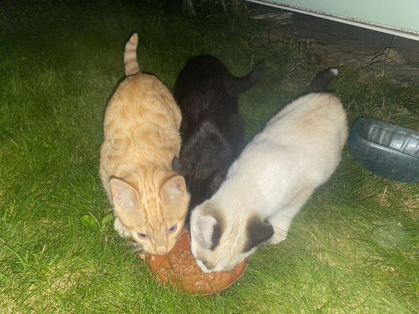 Котята