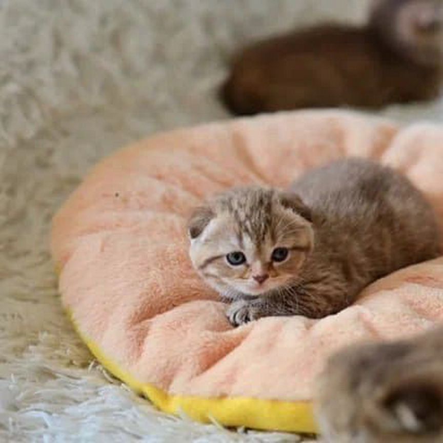 Бронирование котят