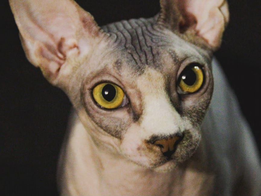 Канадский сфинкс, вязка