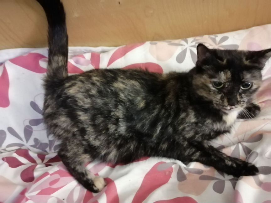 Кошечки Черепашка и Фрося ищут хозяев