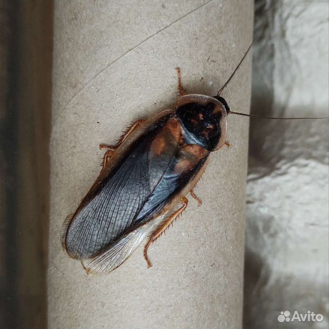 Аргентинский таракан Блаптика
