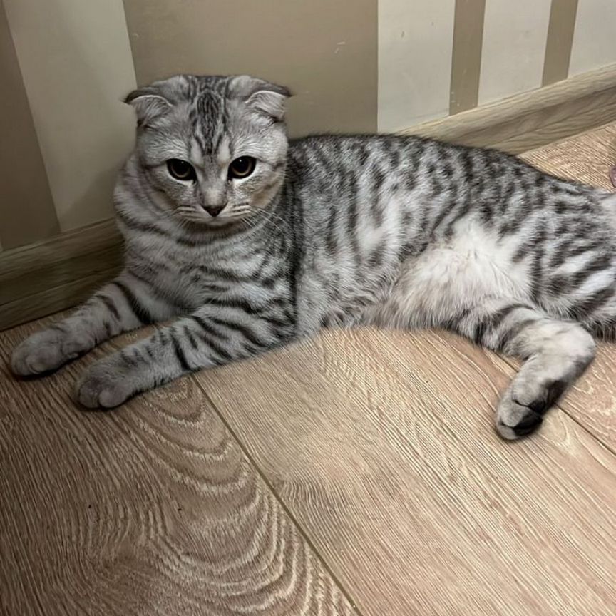 Шотландская вислоухая