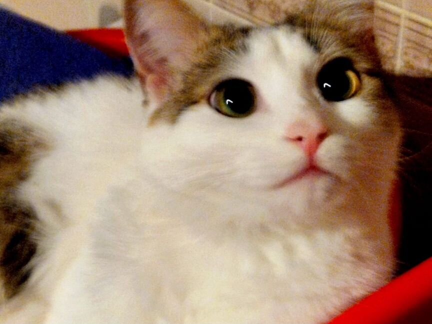 Котик бесплатно