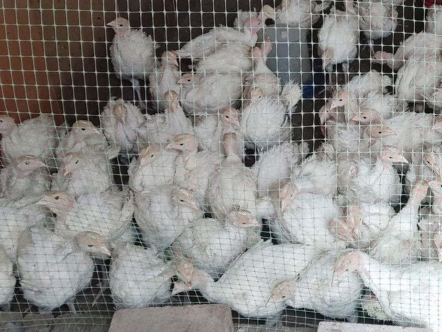 Индюки Биг 6 подрощенные 8 недель