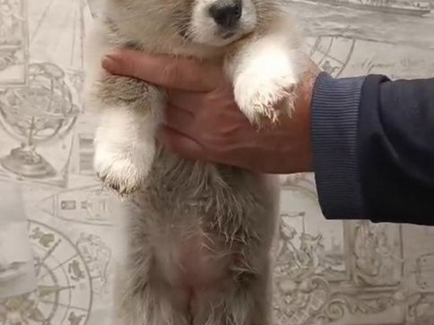 Целовашки корги куцехвостики