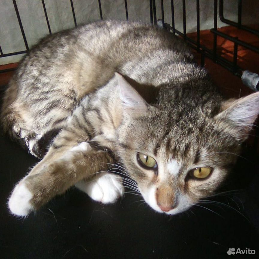 Котик в добрые руки