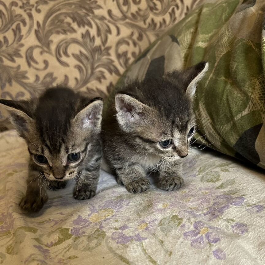 Котенок