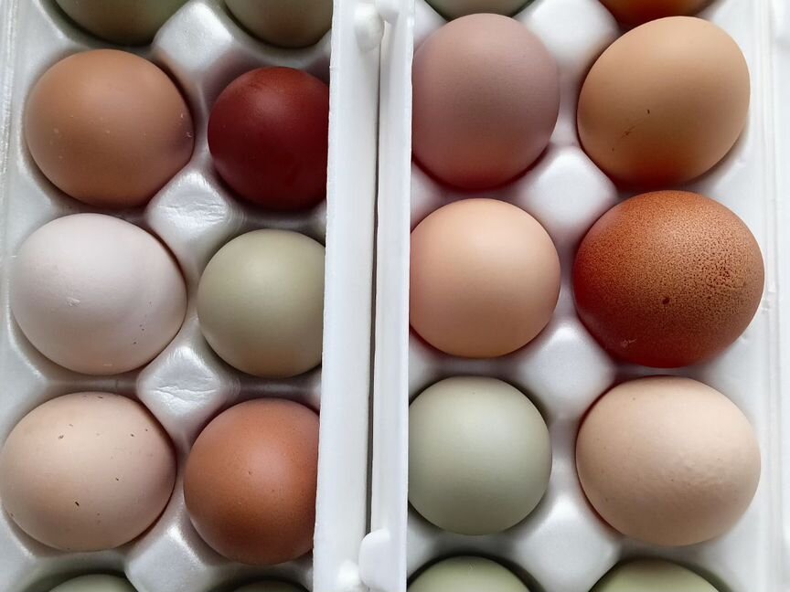 Домашние куриные яйца