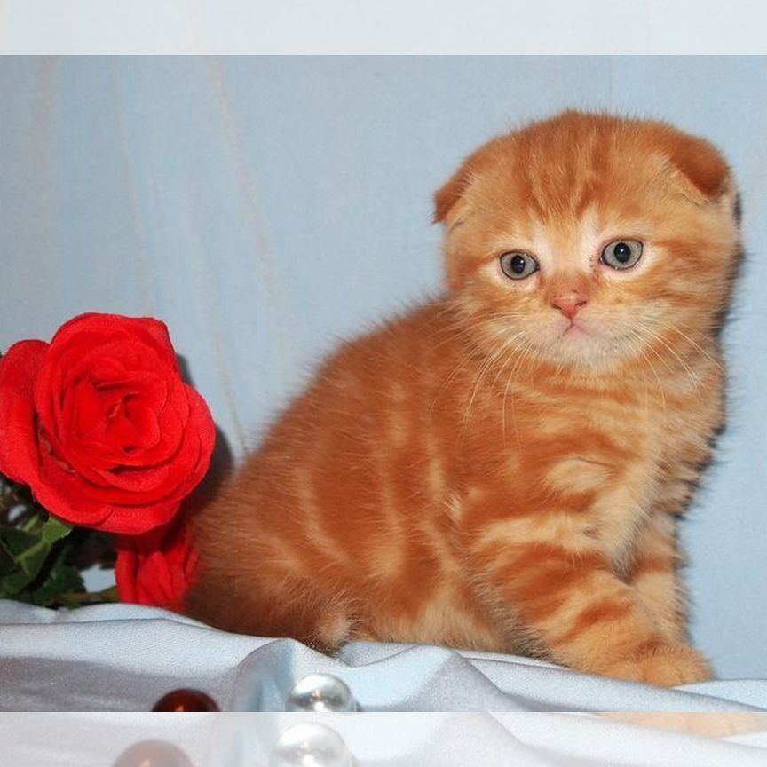 Британский короткошёрстный котёнок