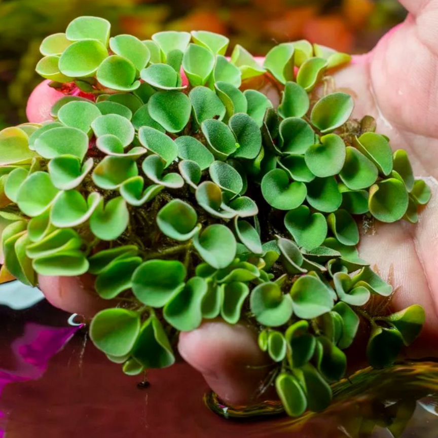 Сальвиния.,плавающее растение,неприхотливое