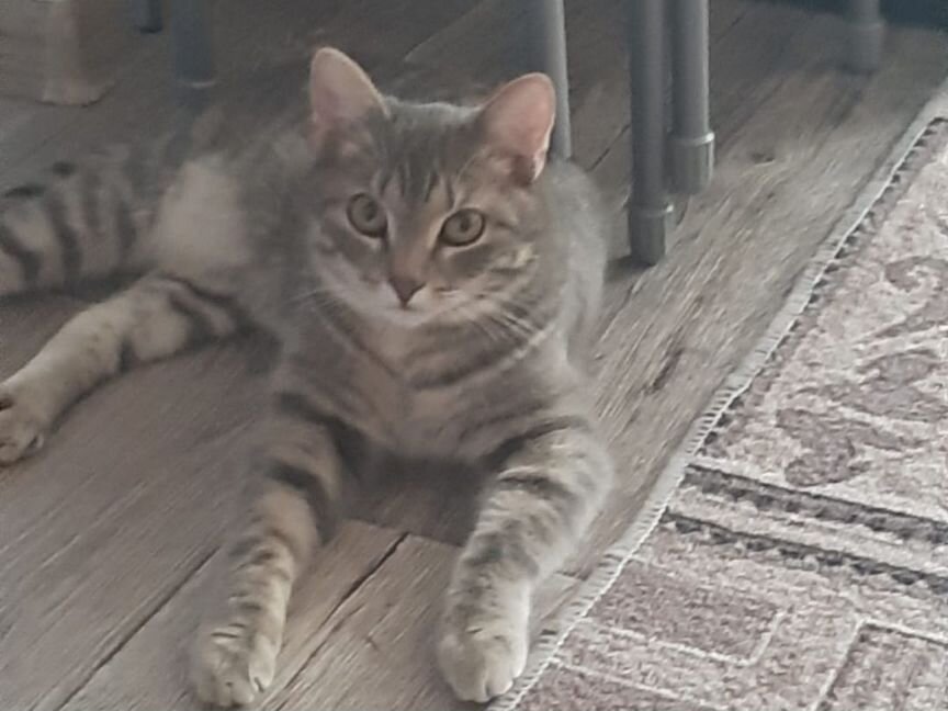 Отдам кота бесплатно