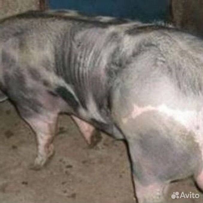 Хряк Пьетрен