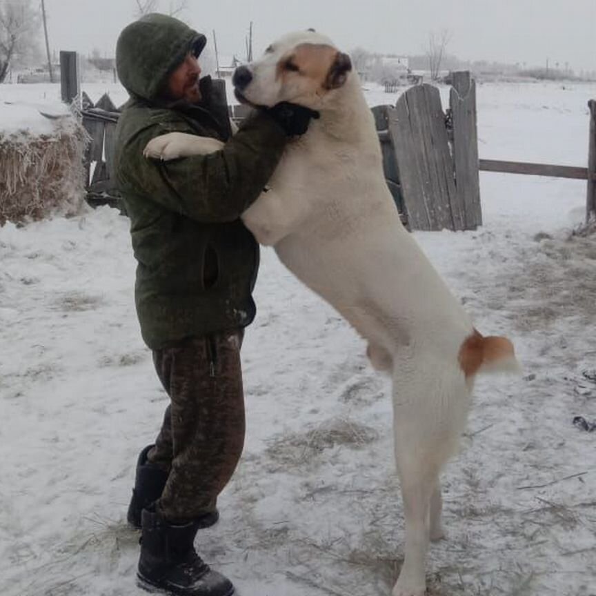 Среднеазиатская овчарка, щенок
