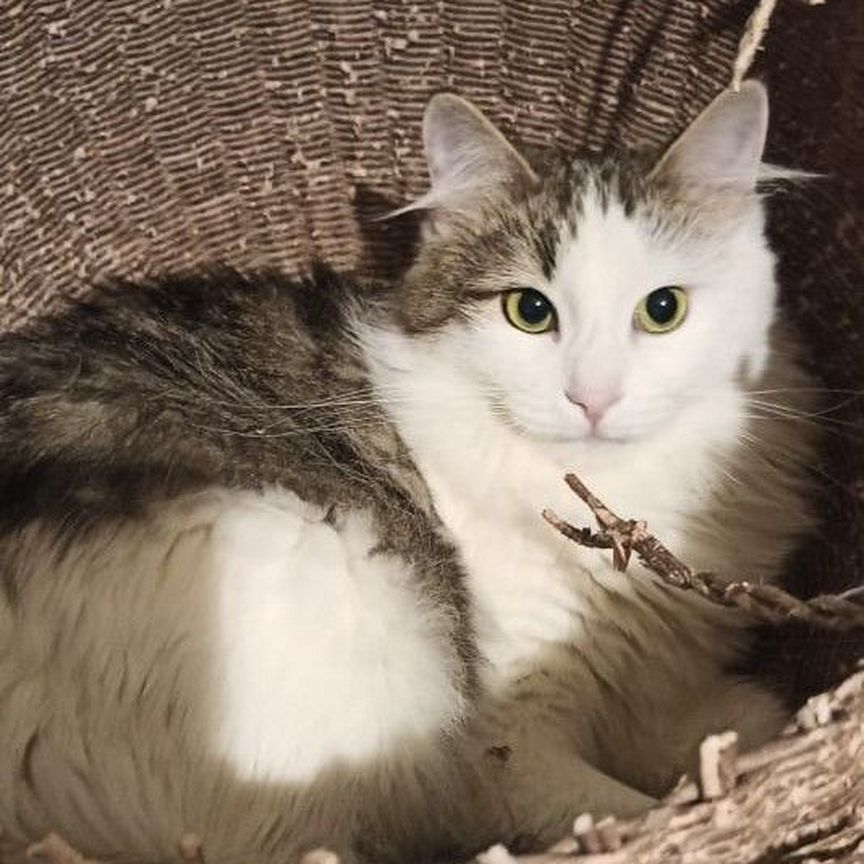 Котик Василий в добрые руки