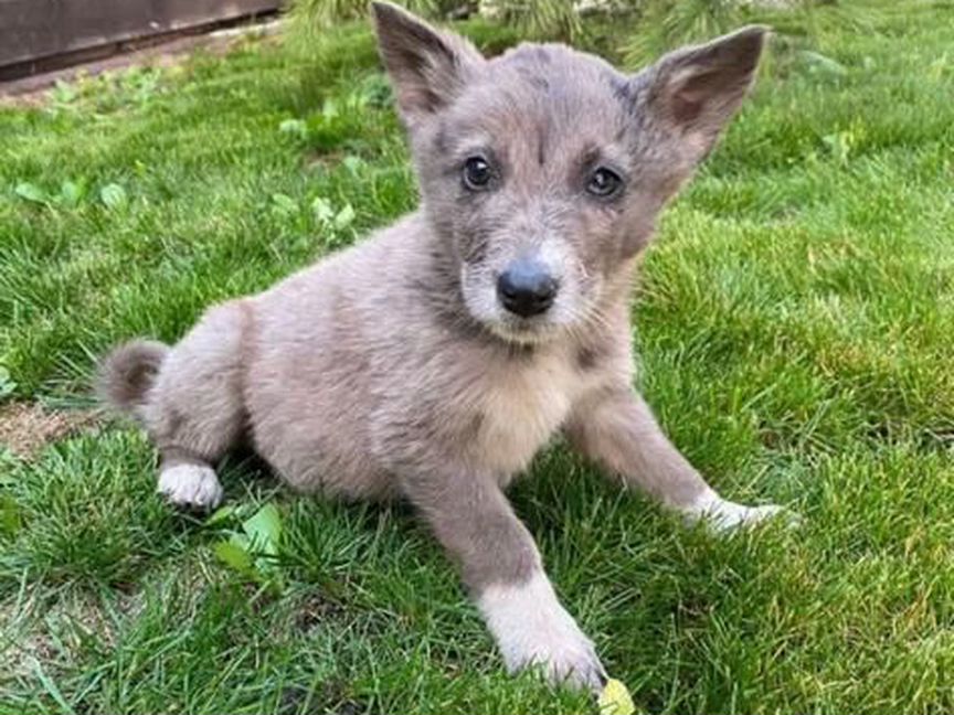 Щеночек Антошка в хорошую семью бесплатно