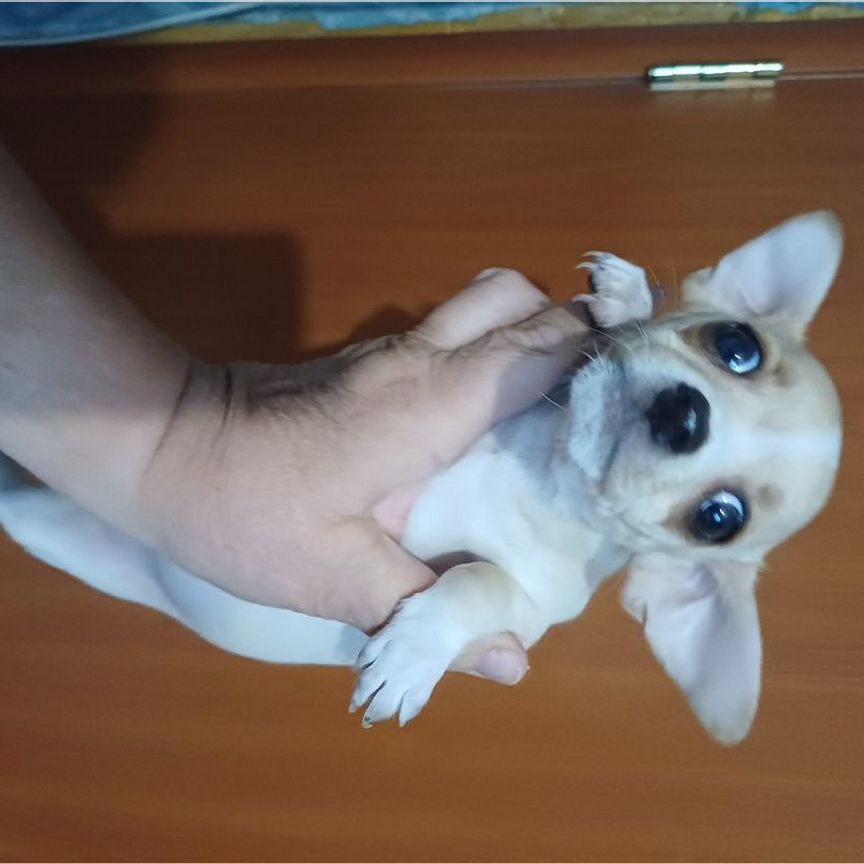 Качественные щенки мини той терьера девочки 2.5 ме