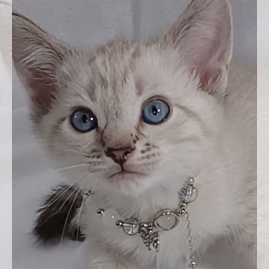 Тайский котёнок