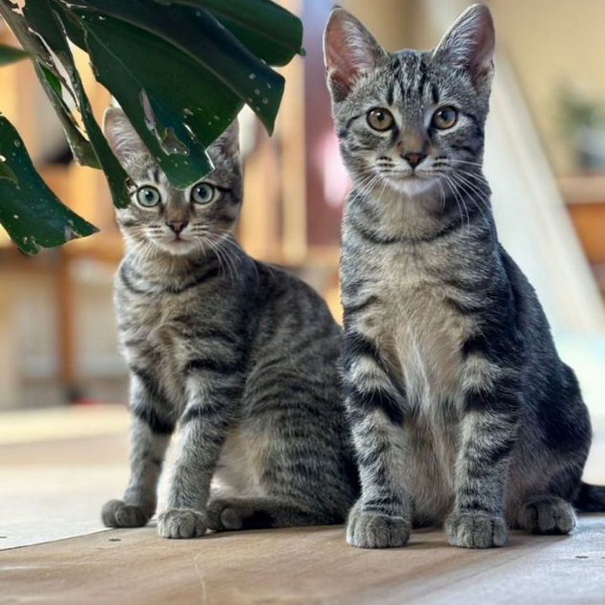 Мальчики шпротики 2,5 мес