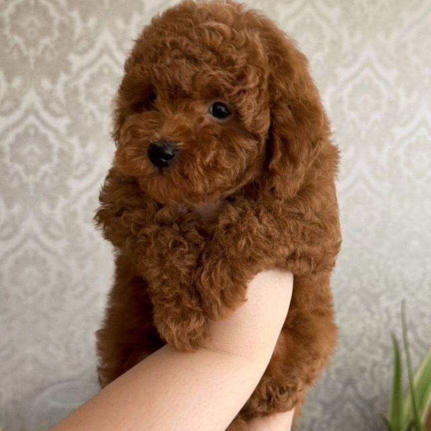 Мальчик Мальтипу в типе тедди