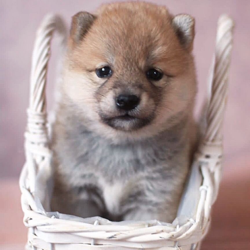 Сиба-ину, щенок