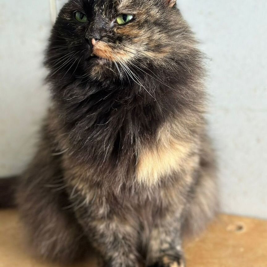 Кошка Марта ищет дом и мечтает покинуть приют