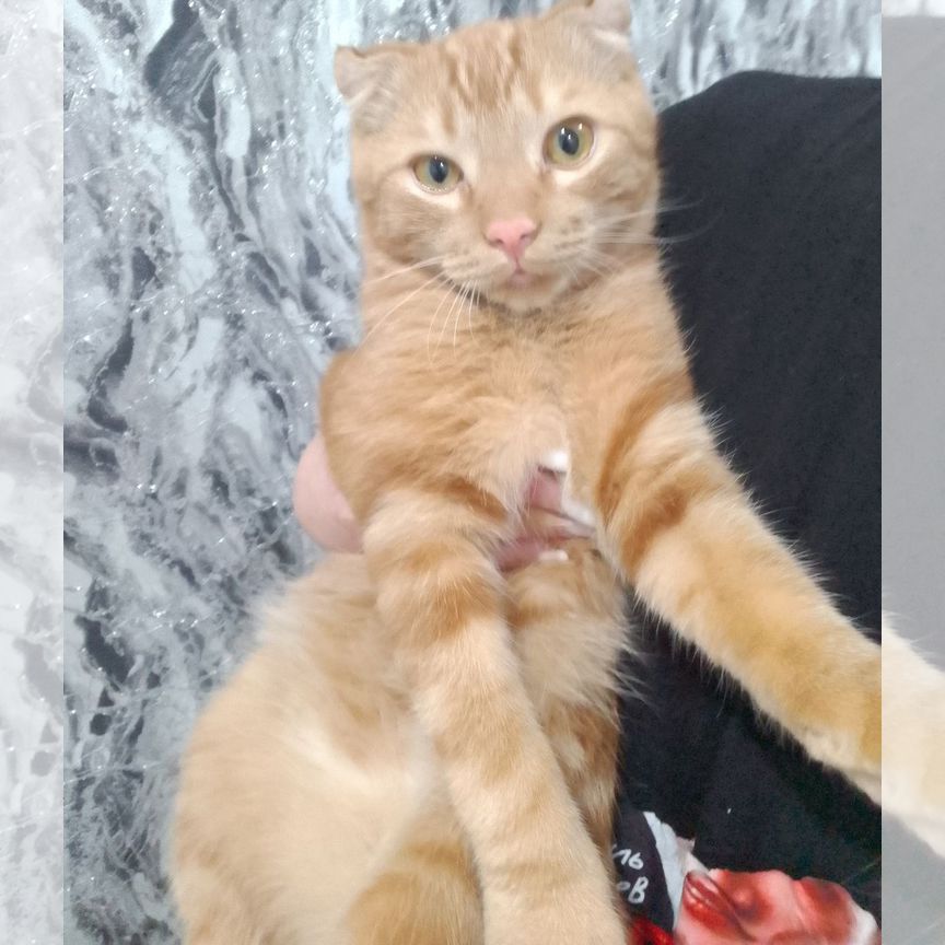Рыжий котик бесплатно