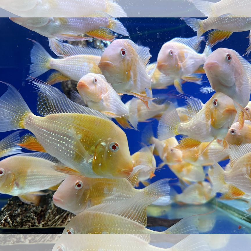 Акарихт Хекеля Альбинос