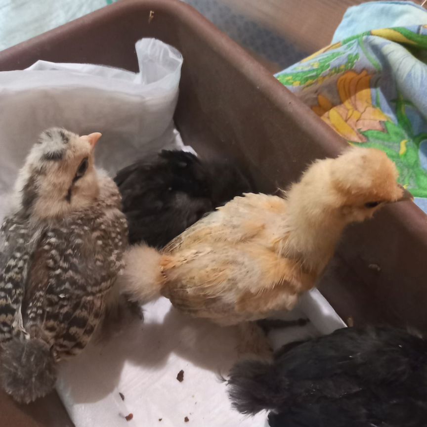 Цыплята китайские шелковые