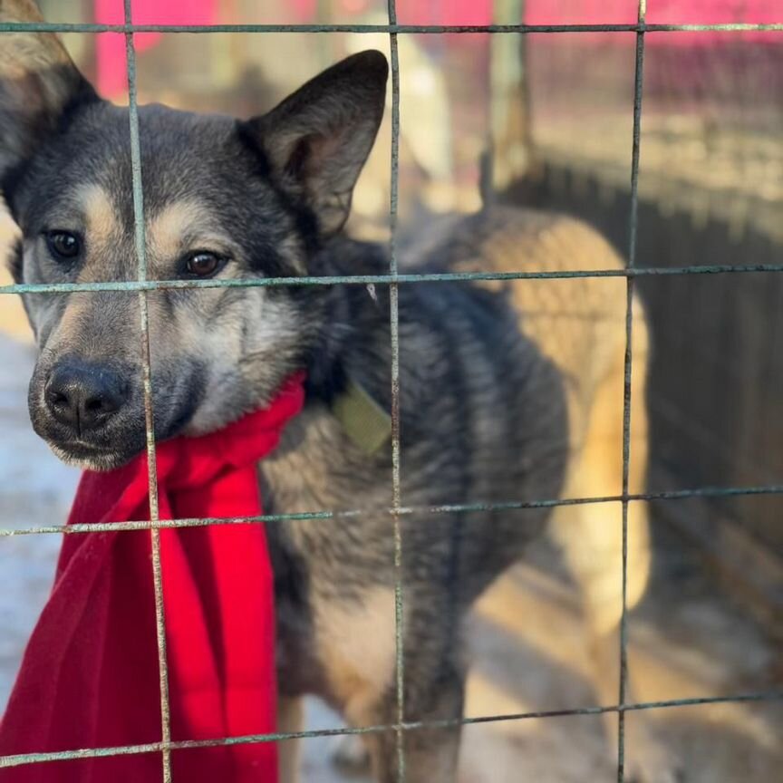 Собака в добрые руки