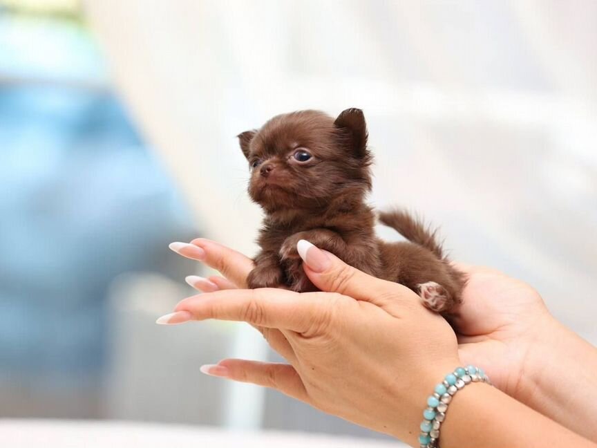 Длинношерстная шоколадная микро чихуахуа