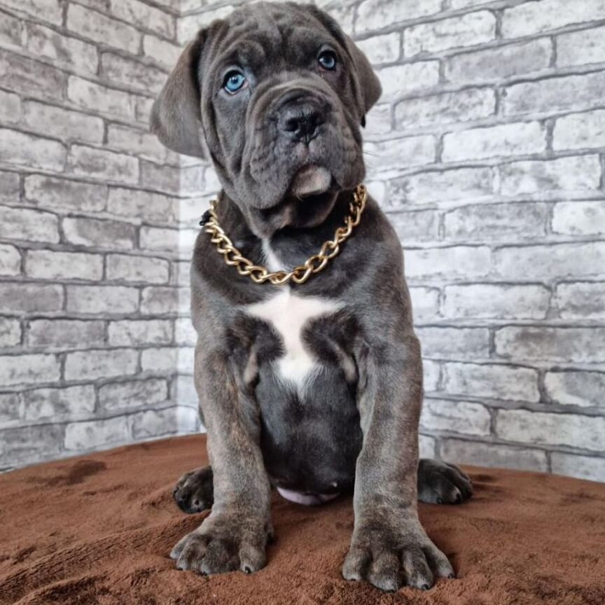 Кане корсо -собака вашей мечты