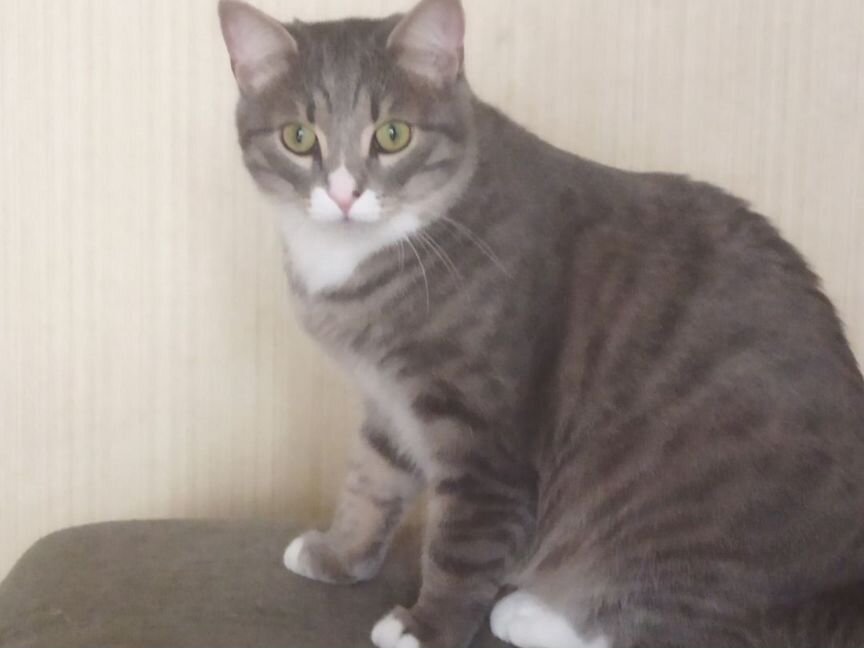 Отдам кота