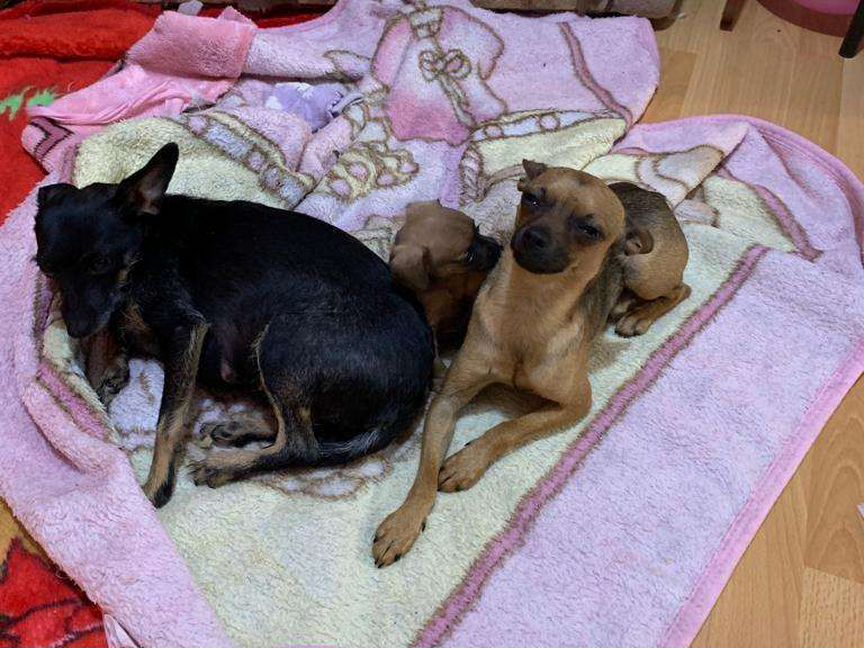 Мини той-терьер щенок