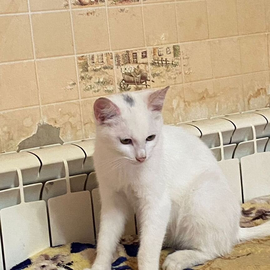 Котёнок