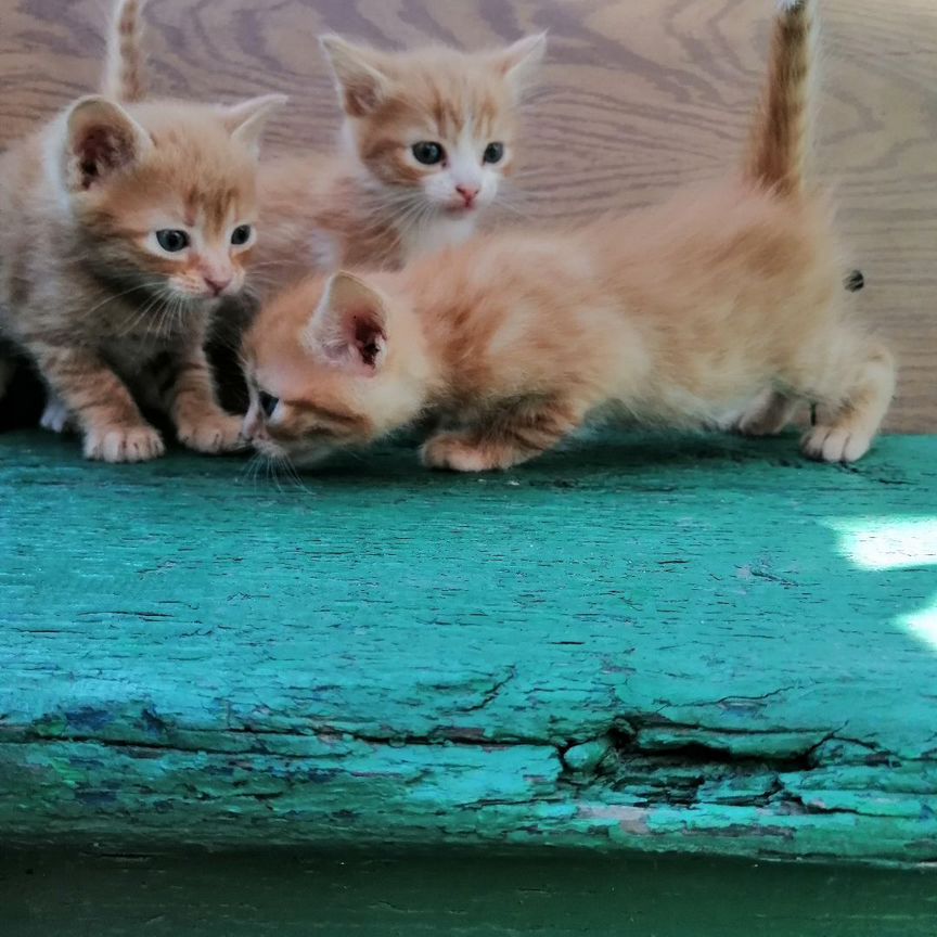 Котята