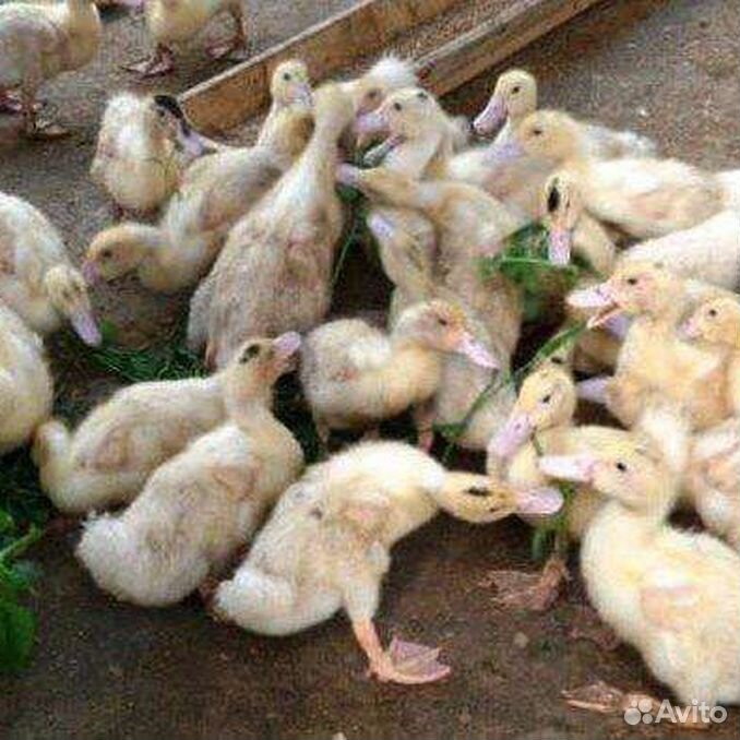 Утки, гуси, индюки, цыплята