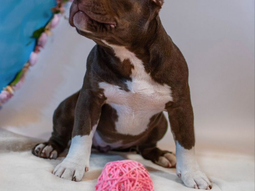 Щенок Американского булли