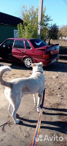 Азиат хороших кровей