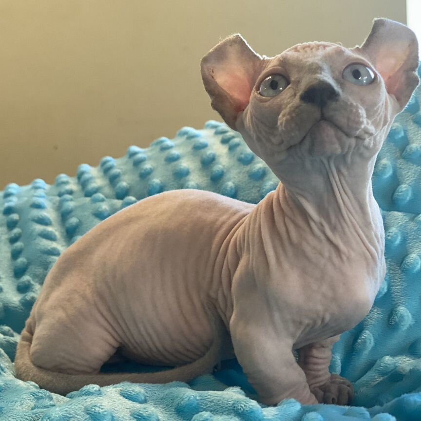 Девочка двельф стандарт 2,5 месяца