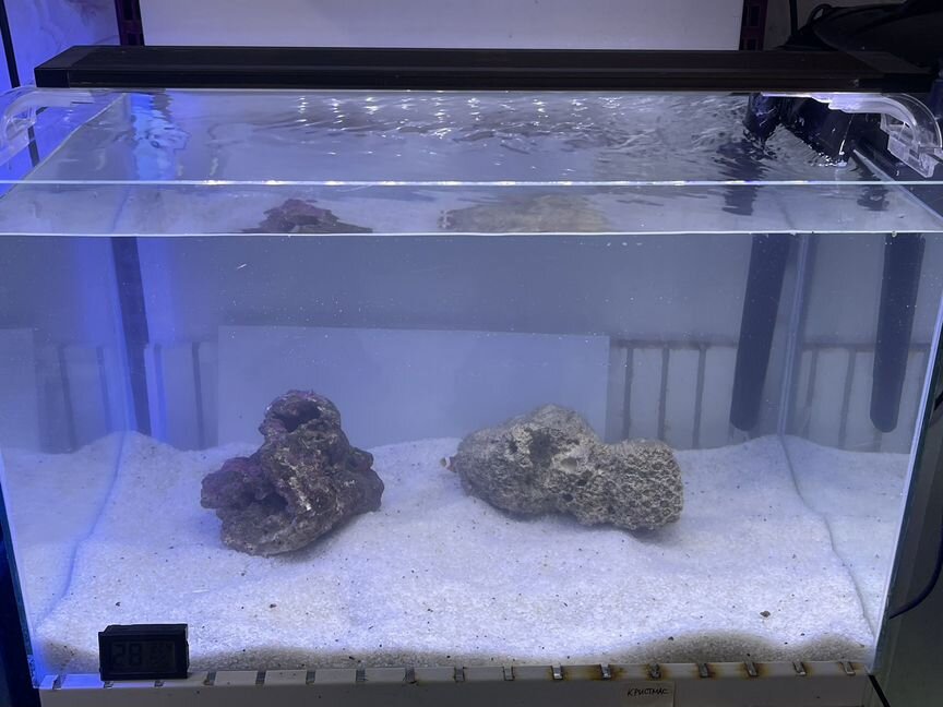 Морской аквариум для начинающих