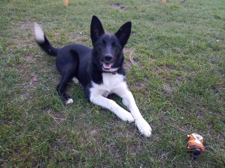 Щенок 5 месяцев, девочка