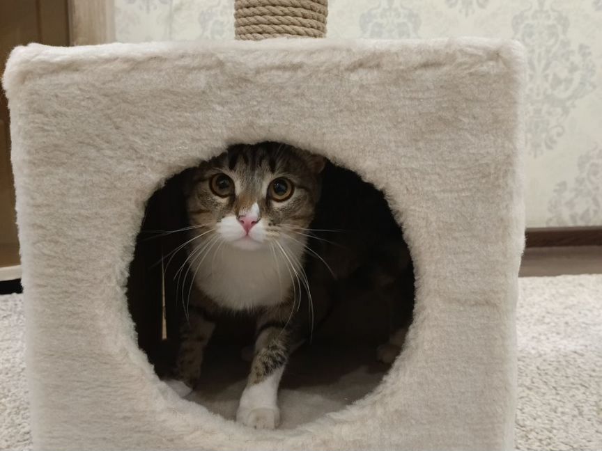 Когтеточка с домиком для кошки.Новый