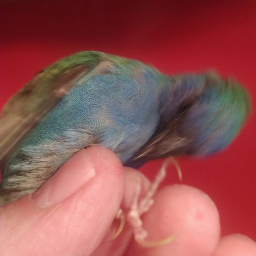 Попугайная амадина Форбес