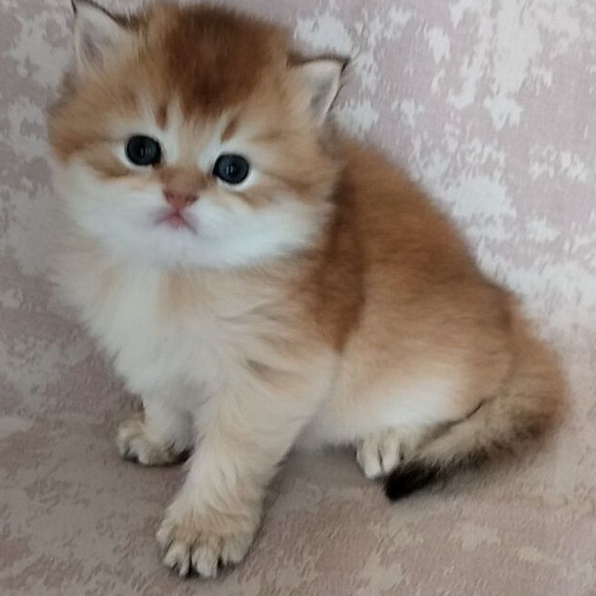 Шотландская золотая шиншилла