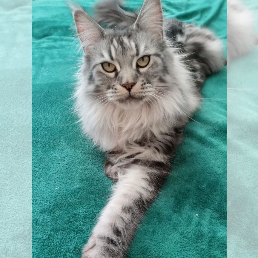 Мейн-кун, взрослая кошка