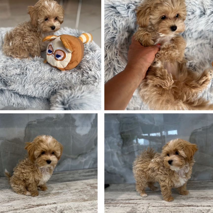 Micro девочка Maltipoo F1