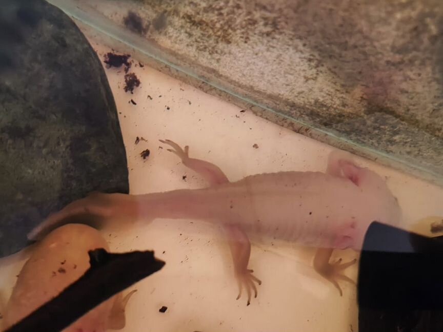 Аксолотль розовый/золотой 1,5 года