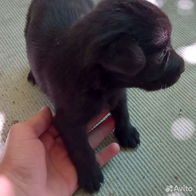 Щенята дворняги